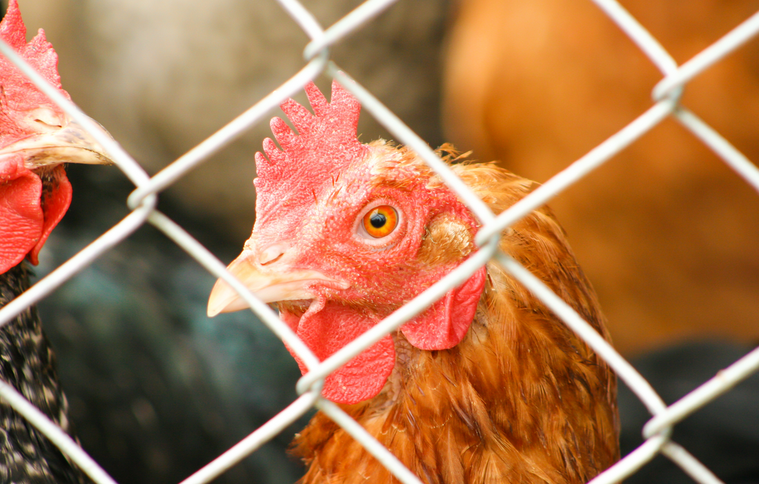 10 Queries About Chicken Nets That Homeowners & DIYers Have | News